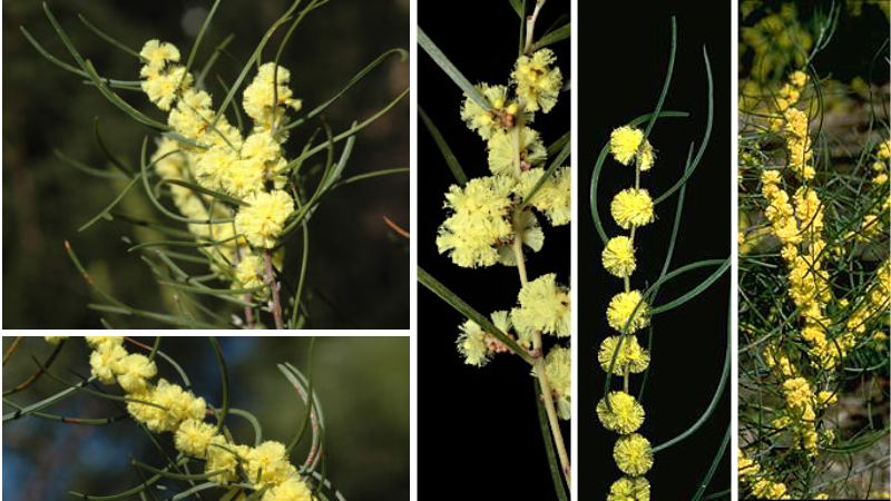 Interview with a Phantom Wattle | New Australian poetry, contemporary ...