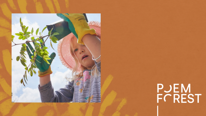 Schools Tree Day All Grades New Australian Poetry Contemporary